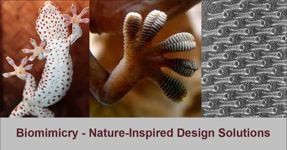 Biomimicry: Nine Laws of Nature and Examples | Slide Show