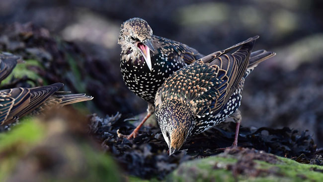 Beautiful Murmurations - Bird Swarms-Large Flock of Starlings