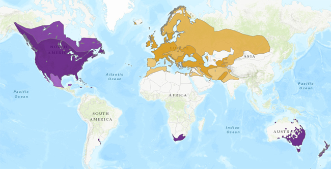 Beautiful Murmurations - Bird Swarms-Large Flock of Starlings